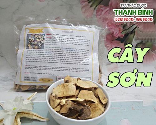 Tác dụng của cây sơn trong điều trị giun móc hiệu quả nhất